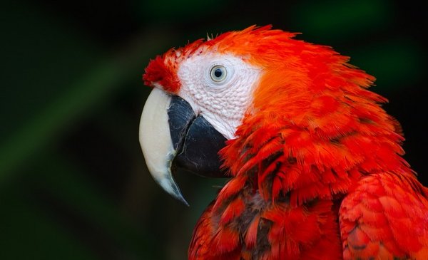 Cinco animales que puedes descubrir en Petén