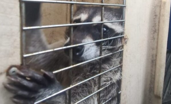 Fallece un mapache que fue rescatado en la cárcel “El Infiernito”
