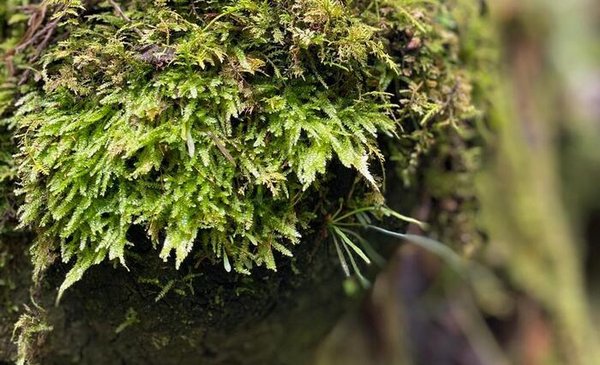 ¿Qué es el musgo?